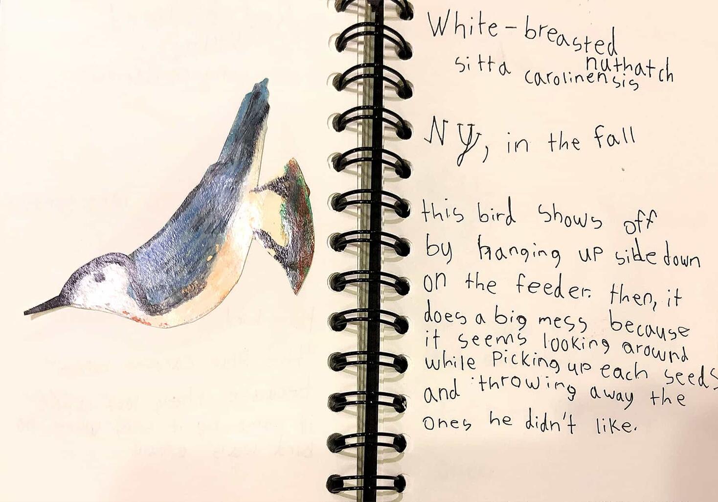 Keep a Field Journal Challenge Winners | AMNH