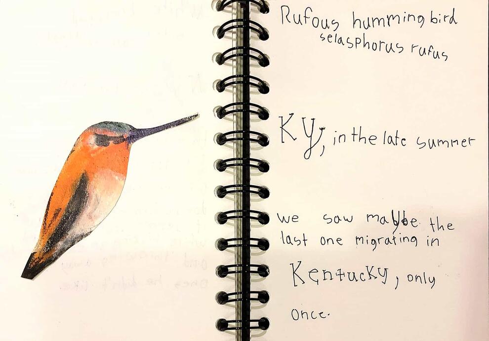 Keep a Field Journal Challenge Winners | AMNH