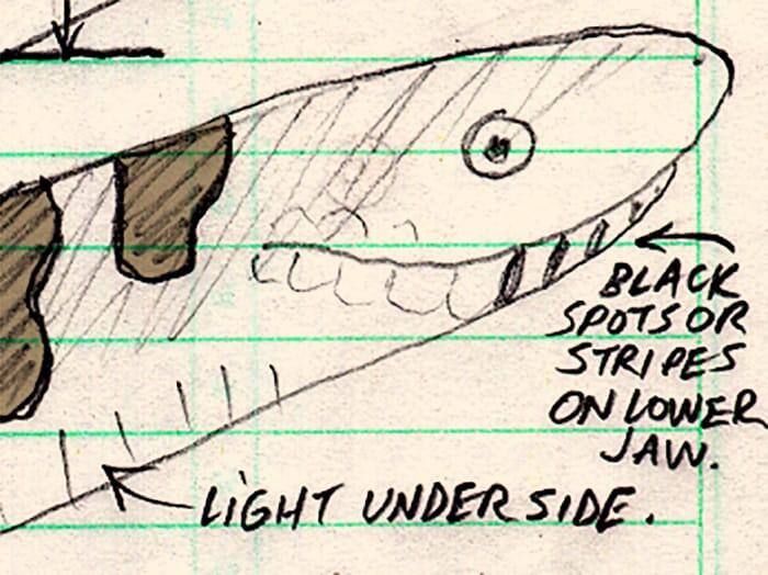 Take the OLogy Challenge! | American Museum of Natural History