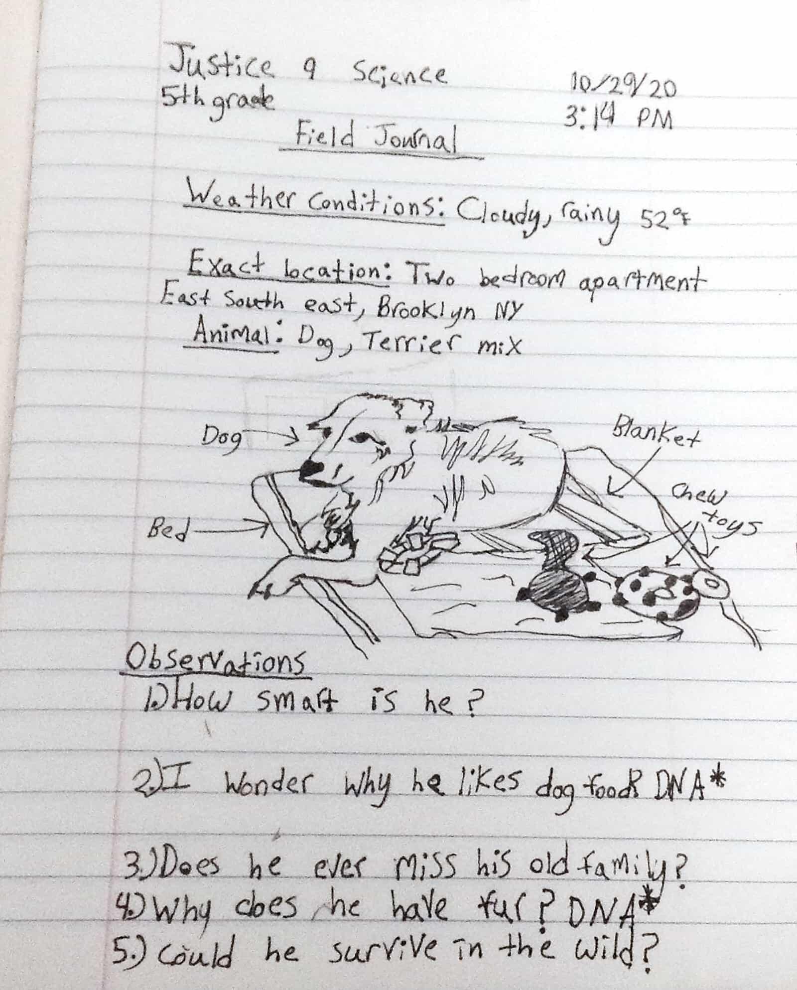 Keep a Field Journal Challenge Winners | AMNH