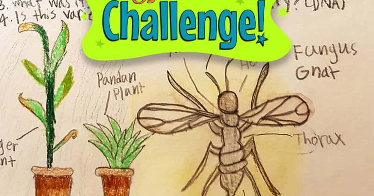 Keep a Field Journal Challenge Winners | AMNH