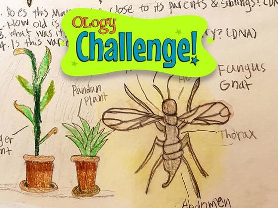 Keeping a Field Journal | AMNH