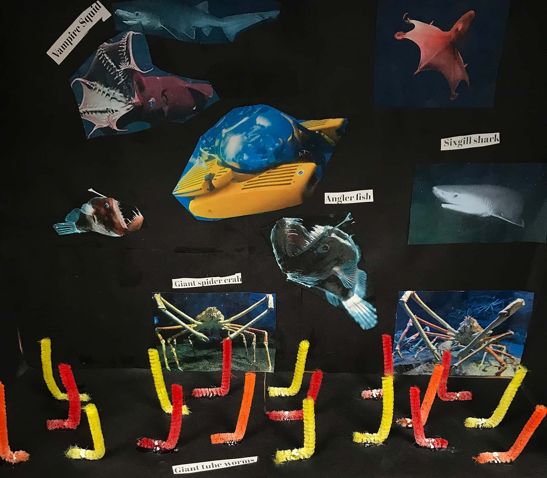 Make a Marine Ecosystem Diorama Challenge Winners | AMNH
