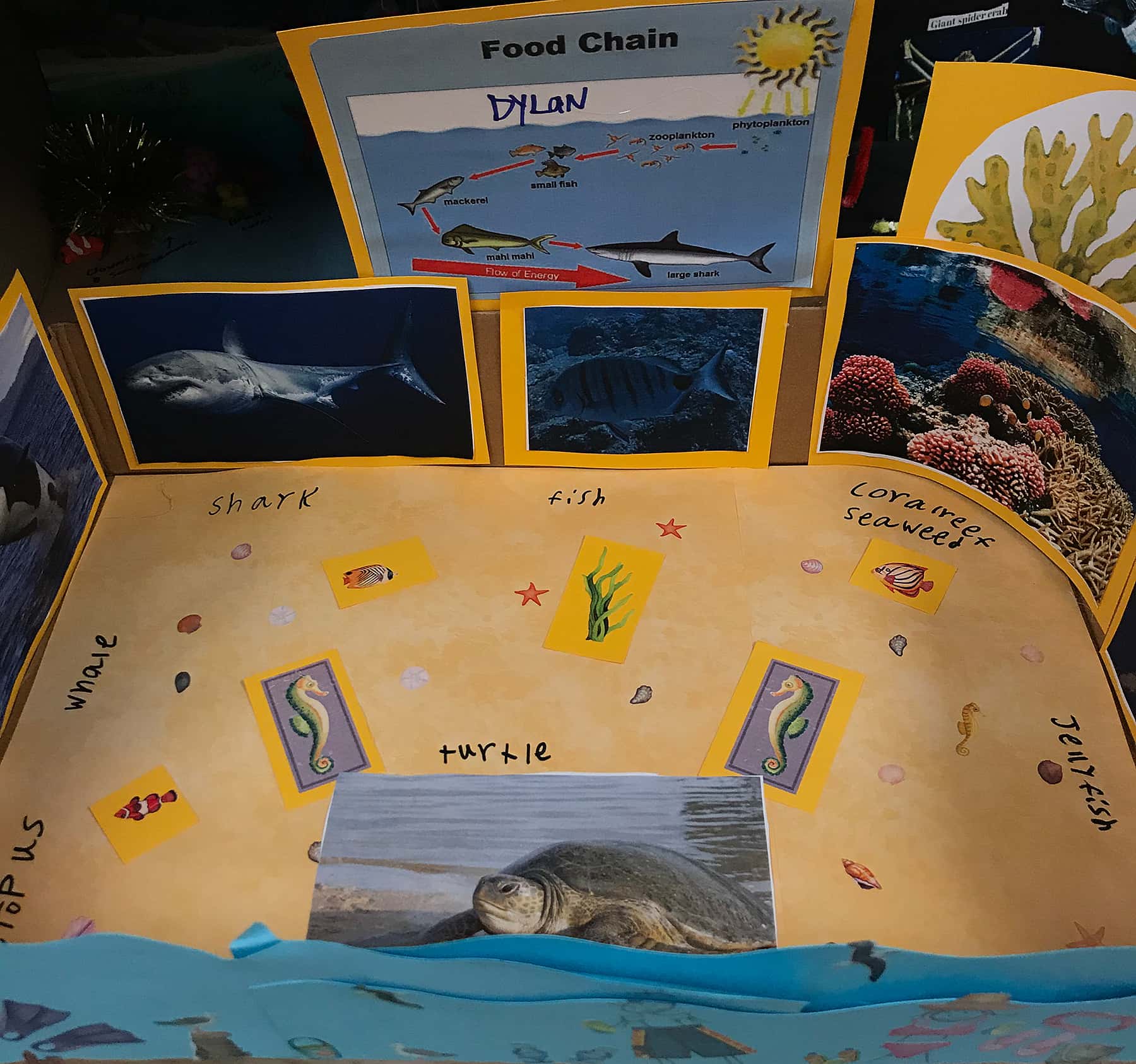 Make a Marine Ecosystem Diorama Challenge Winners | AMNH