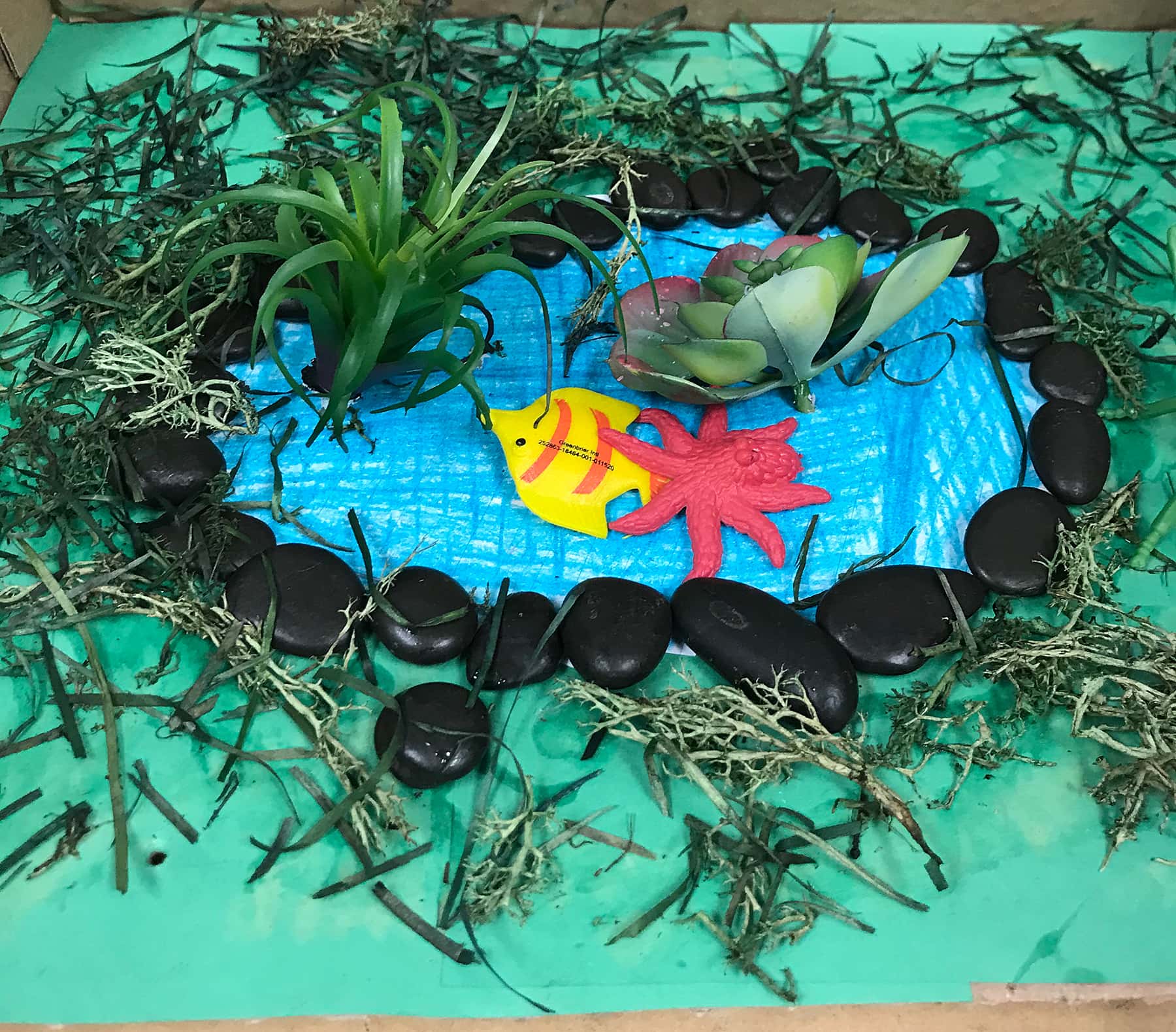 Make a Marine Ecosystem Diorama Challenge Winners | AMNH