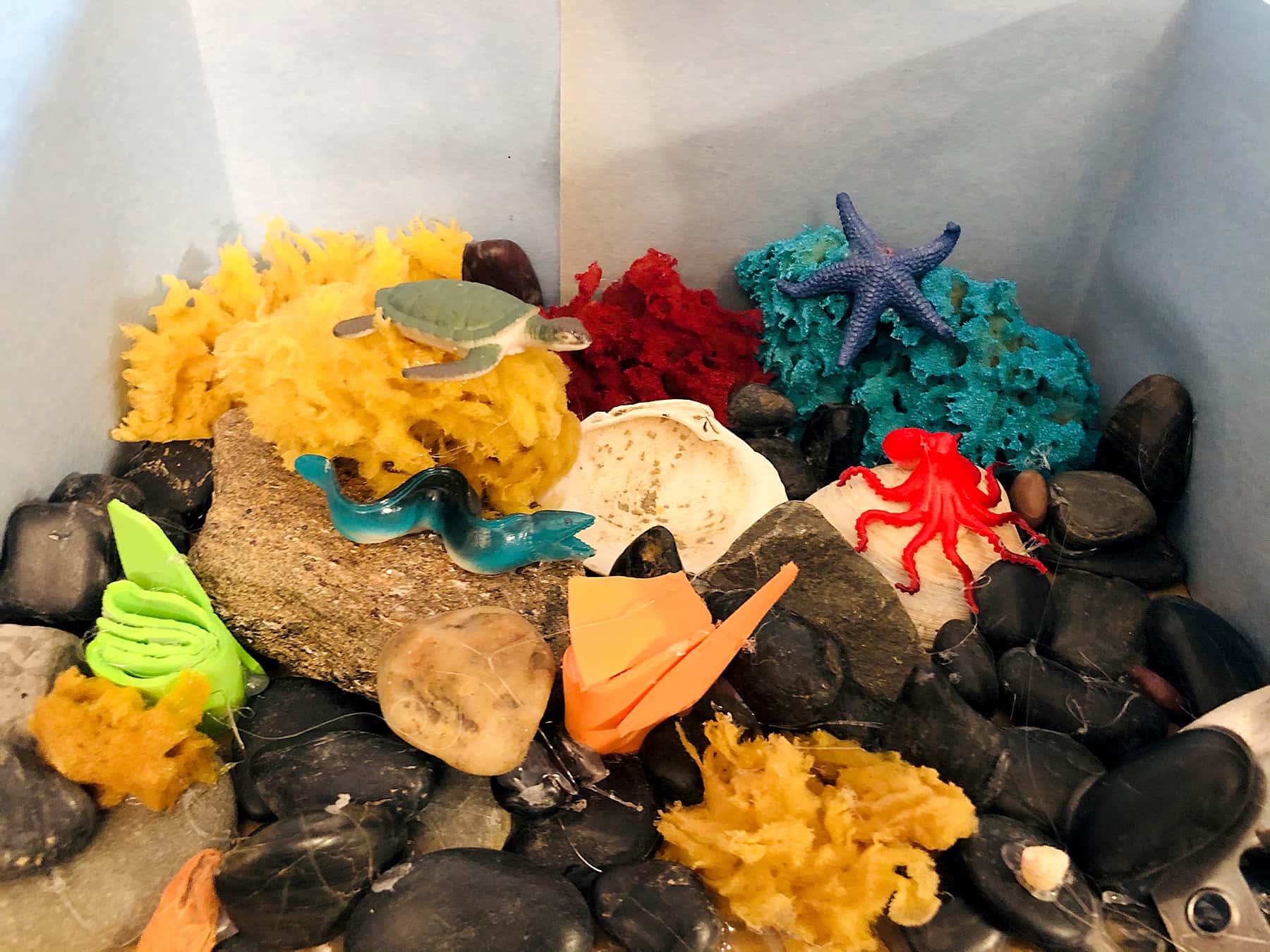 Make a Marine Ecosystem Diorama Challenge Winners | AMNH
