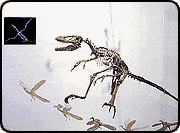 Ask a Scientist About Dinosaurs | AMNH