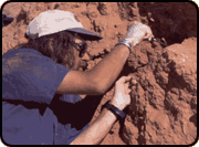 Being a PaleontOLogist: Mark Norell | AMNH