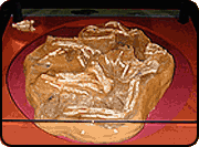 Being a PaleontOLogist: Mark Norell | AMNH