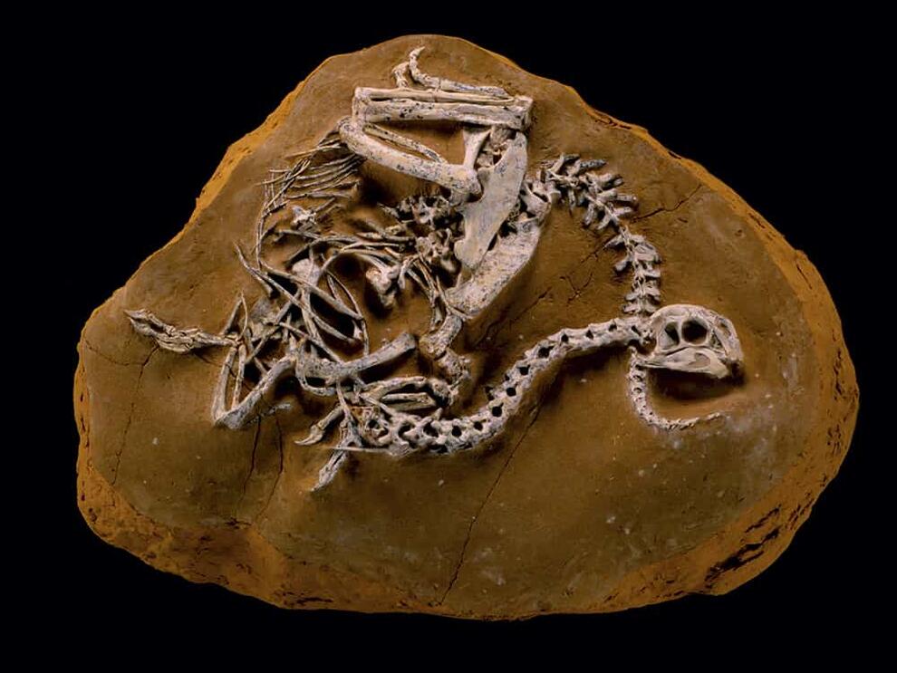 Bone Up on Your Fossils | AMNH