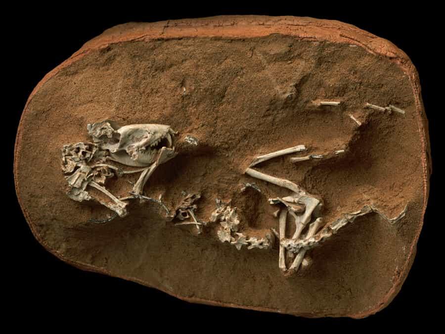 Bone Up on Your Fossils | AMNH