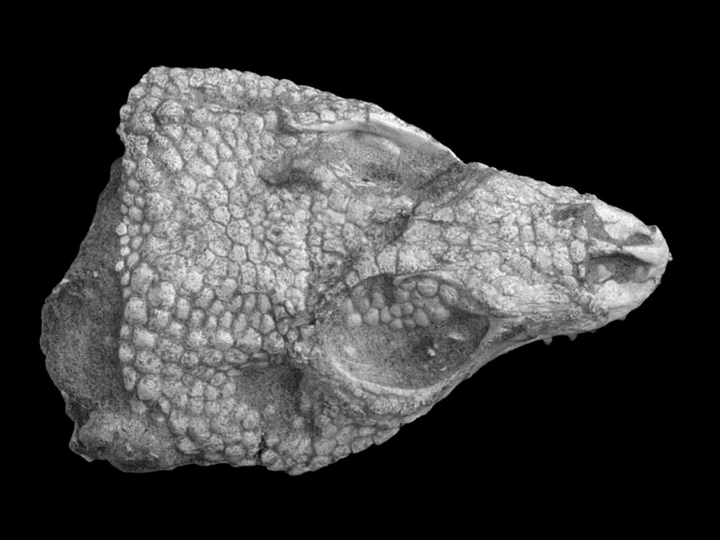 Bone Up on Your Fossils | AMNH