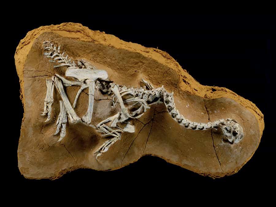 Bone Up on Your Fossils | AMNH