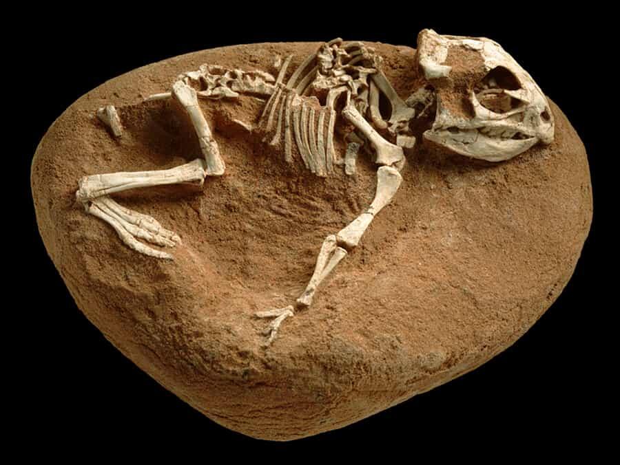 Bone Up on Your Fossils | AMNH