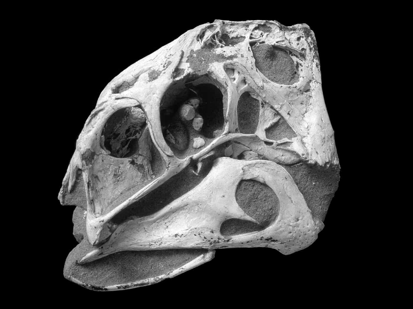 Bone Up on Your Fossils | AMNH