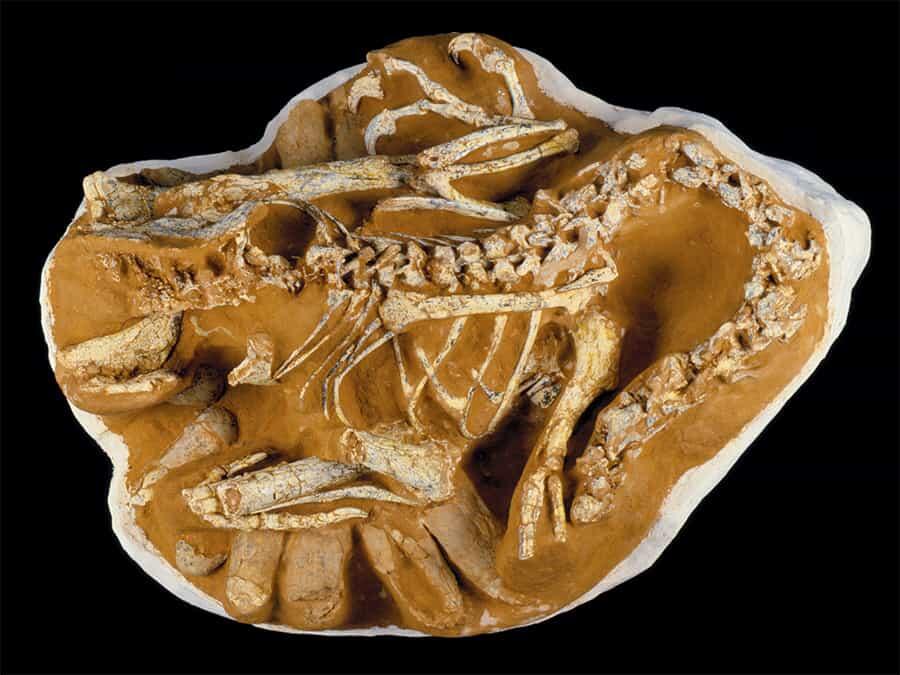 Bone Up on Your Fossils | AMNH