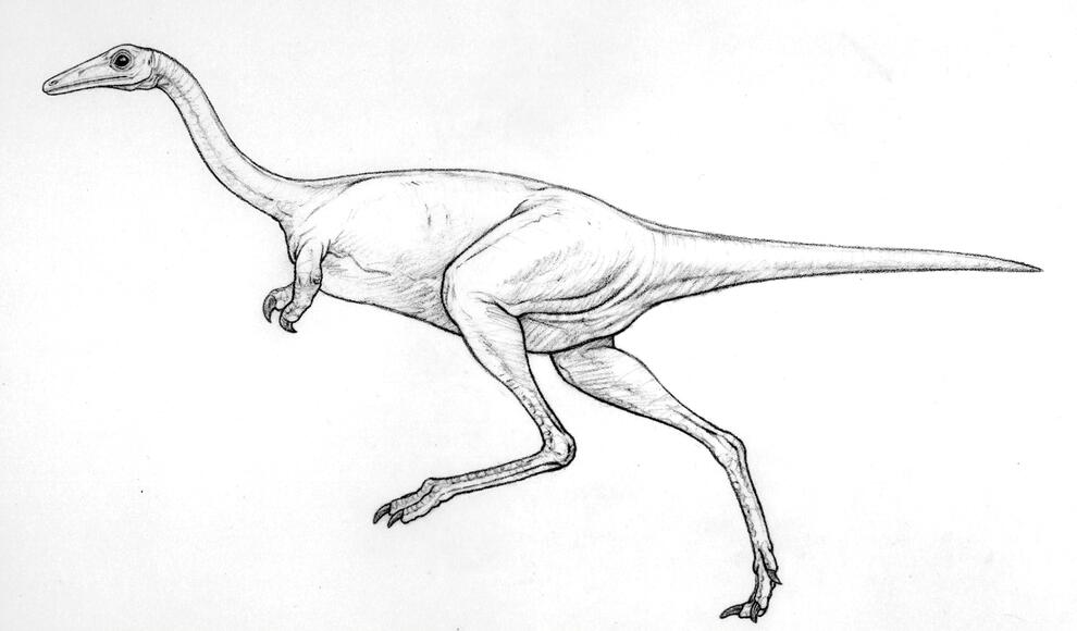 Drawing Dinos | AMNH