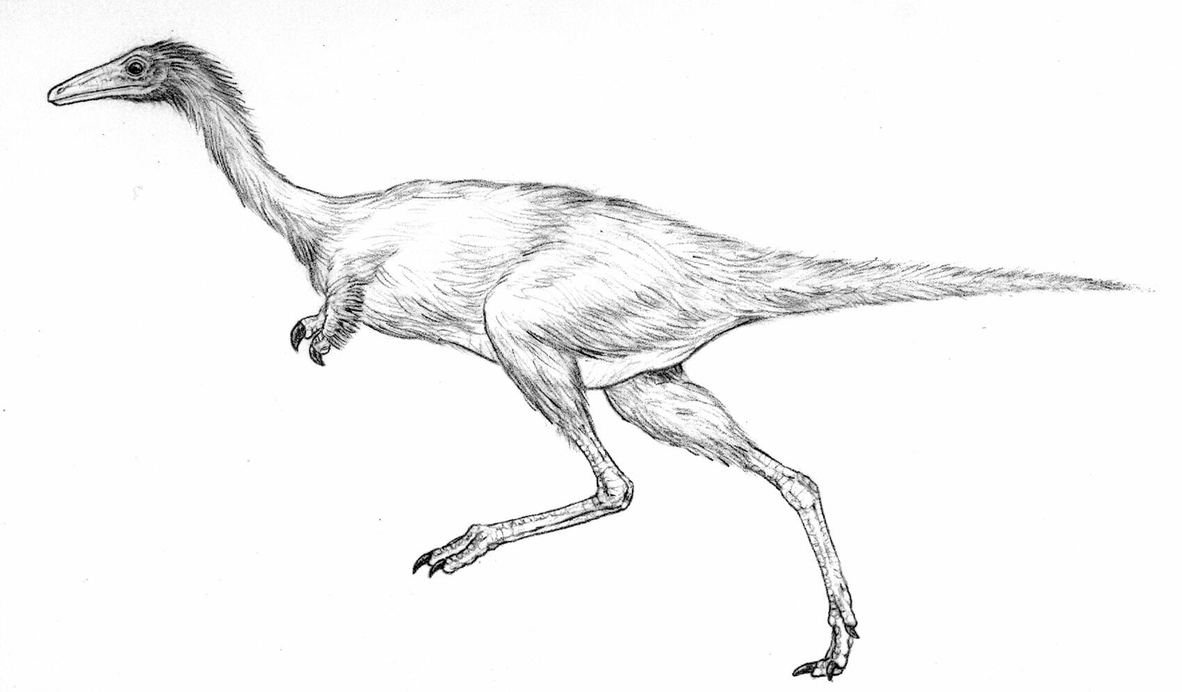 Drawing Dinos | AMNH