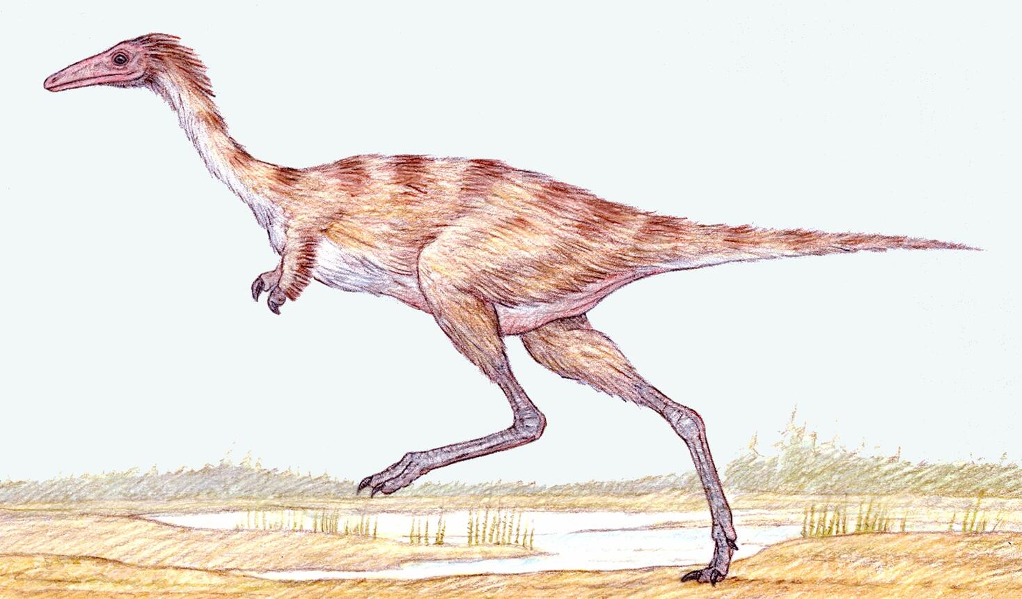 Drawing Dinos | AMNH