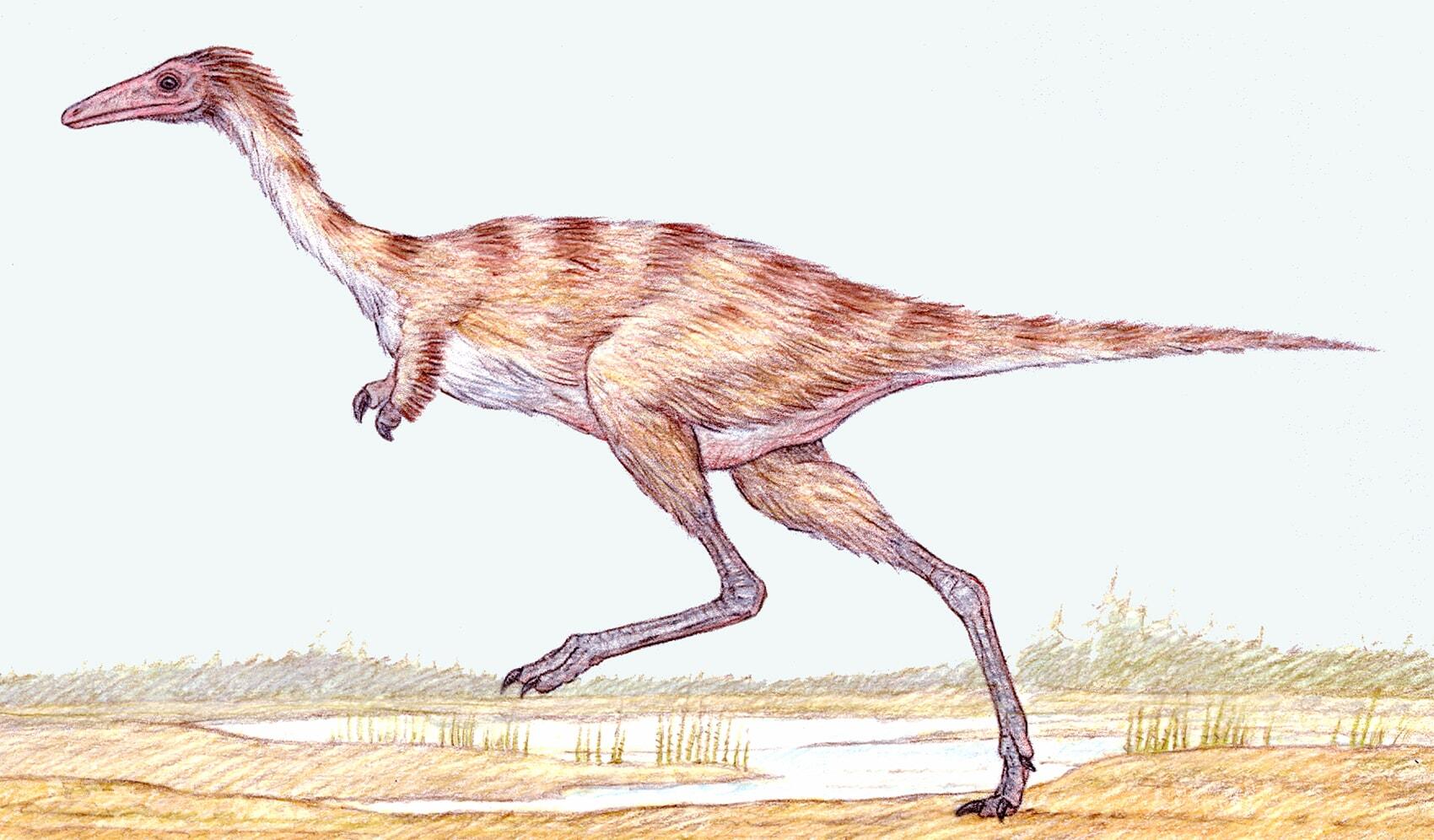 Drawing Dinos | AMNH