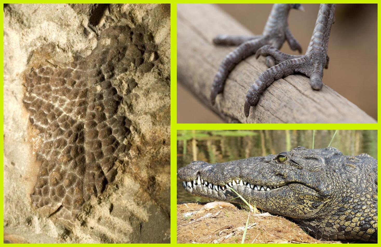 Dress Up a T. rex | AMNH