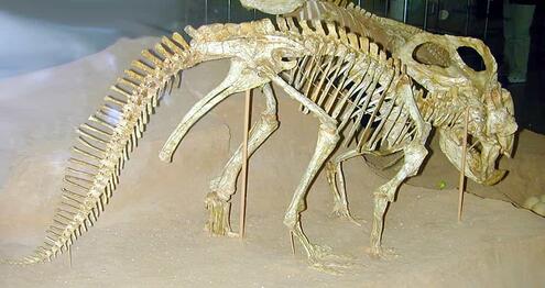 avaceratops skeleton