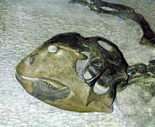 protoceratopus