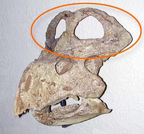 protoceratopus
