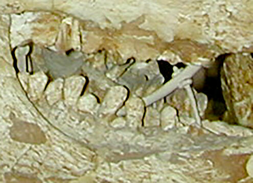 What does Protoceratops mean? | AMNH