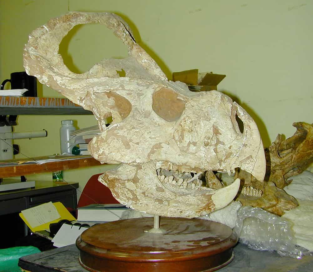 What do you do at the Museum? | AMNH