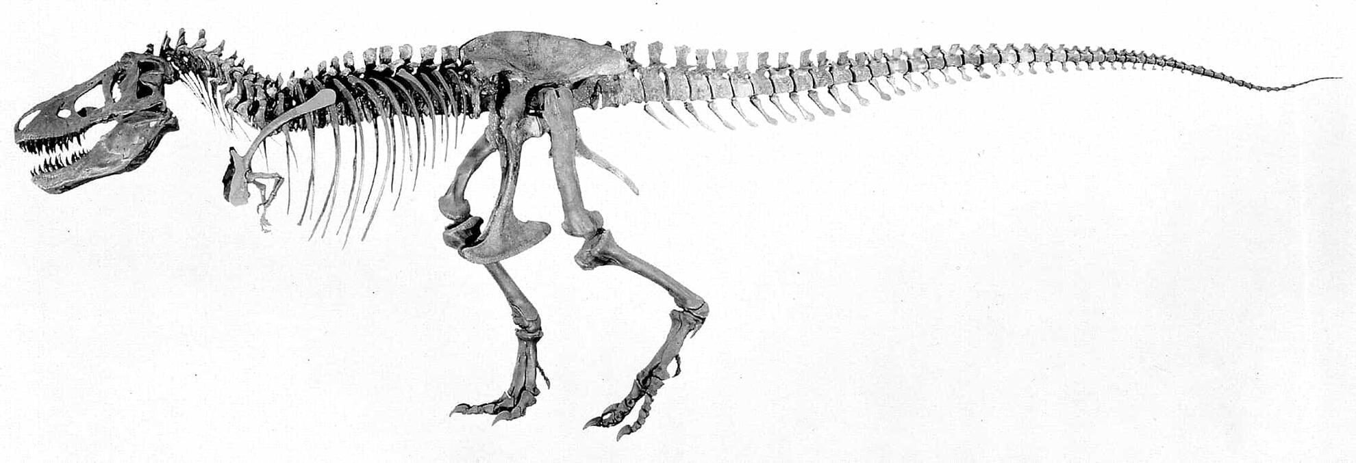 What do you do at the Museum? | AMNH