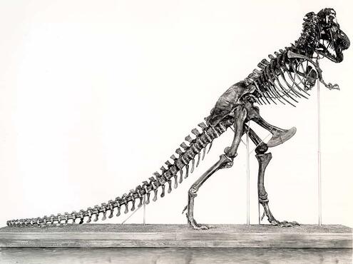 What do you do at the Museum? | AMNH