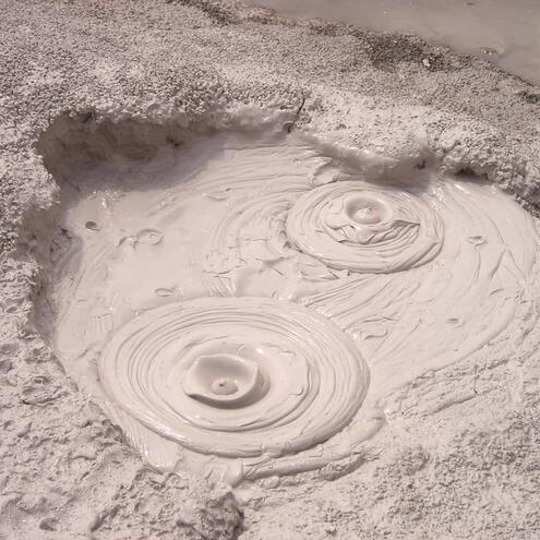 Fighting Dinos | AMNH