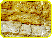 Finding Fossils | AMNH