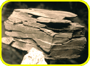 Finding Fossils | AMNH