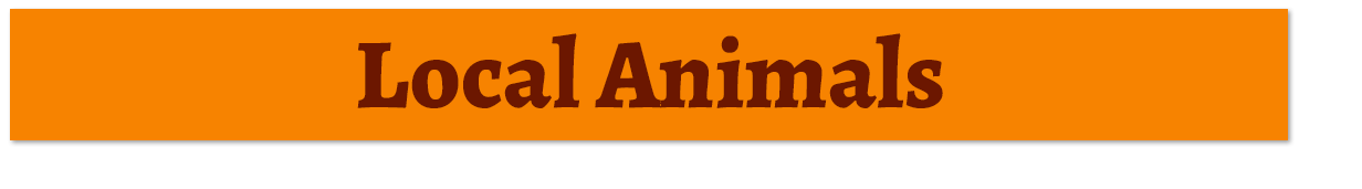 The Journey to Mongolia: Local Animals | AMNH