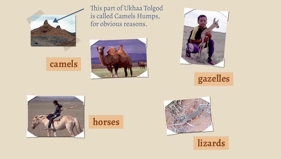 The Journey to Mongolia: Local Animals | AMNH