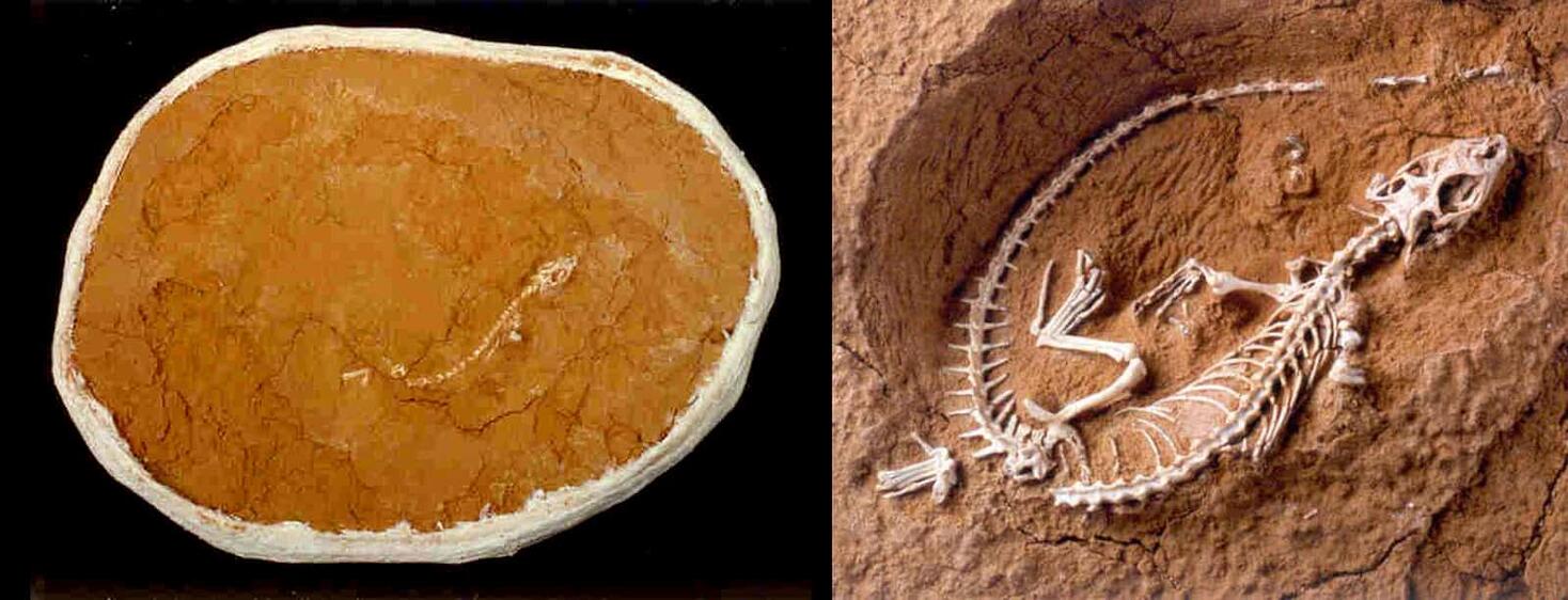 Fossil Hunting: Preparations | AMNH