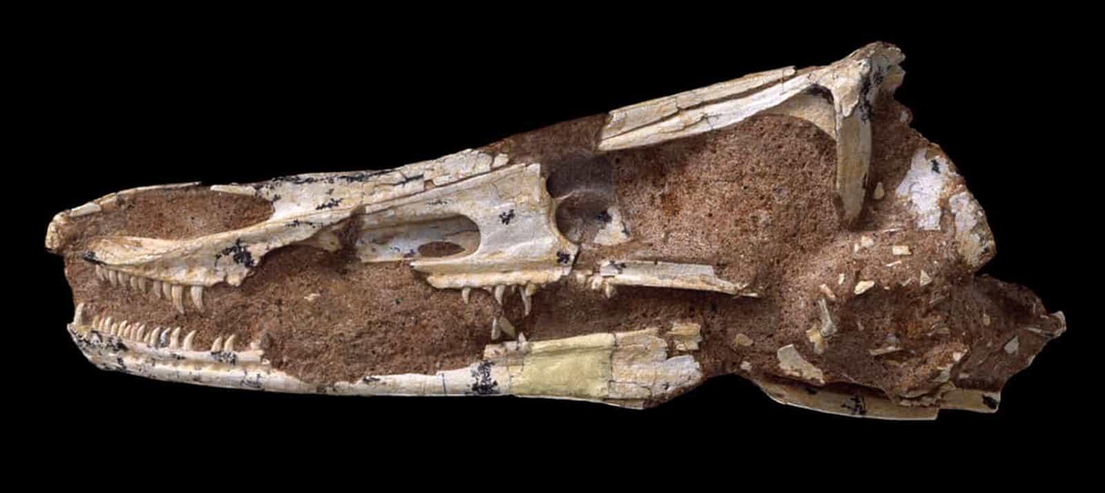 Fossil Hunting: Great Discoveries | AMNH