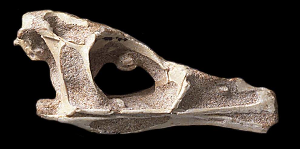Fossil Hunting: Great Discoveries | AMNH