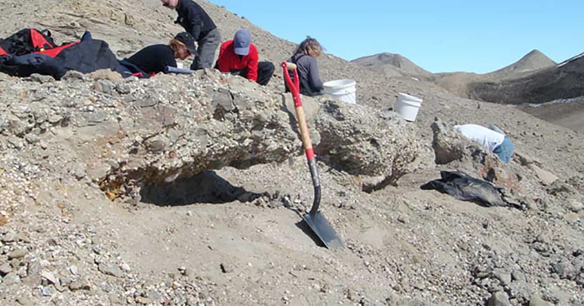 In Pictures: Fossils | AMNH