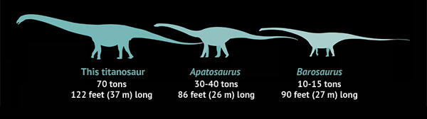 Large Family | AMNH