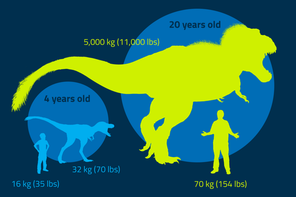 What do you know about T. rex? | AMNH