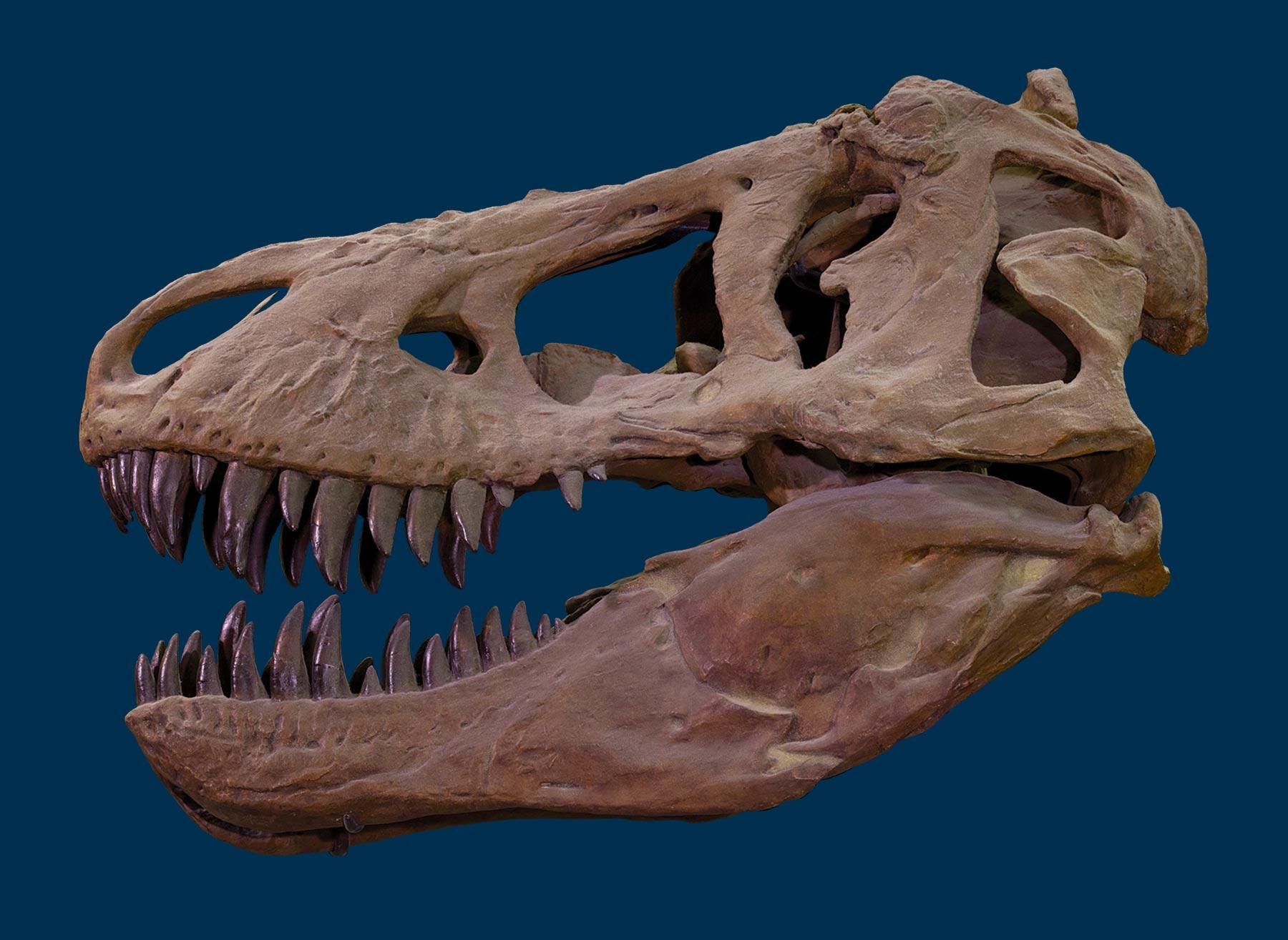 What do you know about T. rex? | AMNH