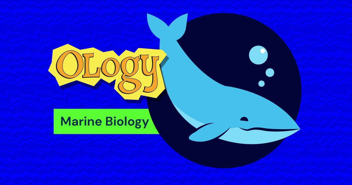 Marine Biology for Kids: OLogy | AMNH