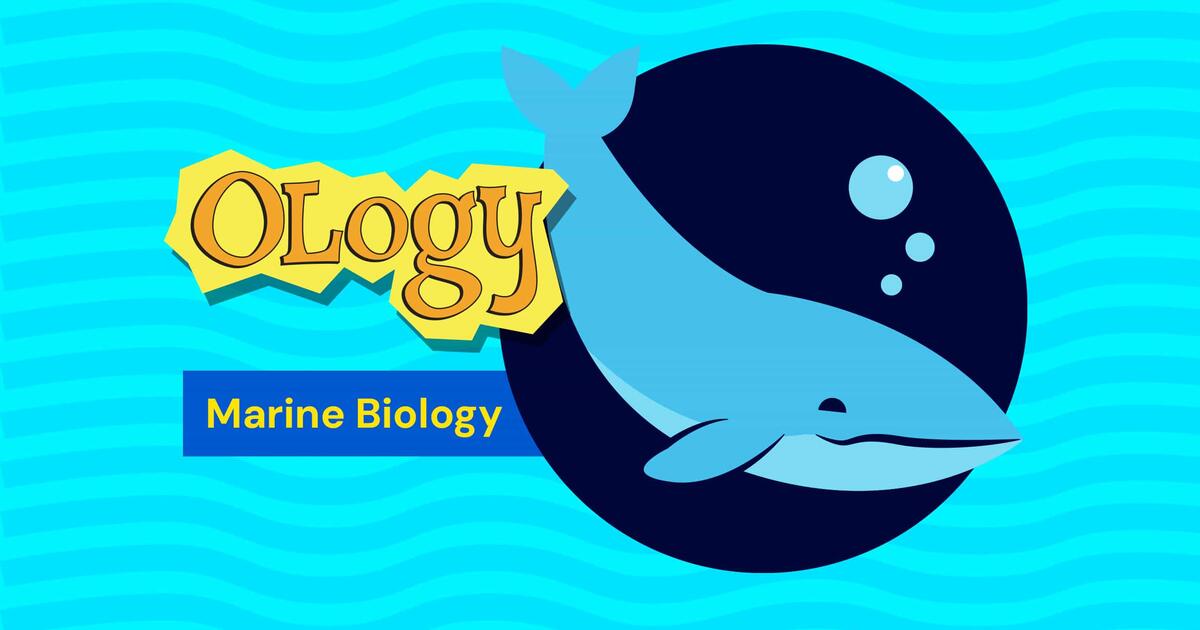 Marine Biology for Kids: OLogy | AMNH