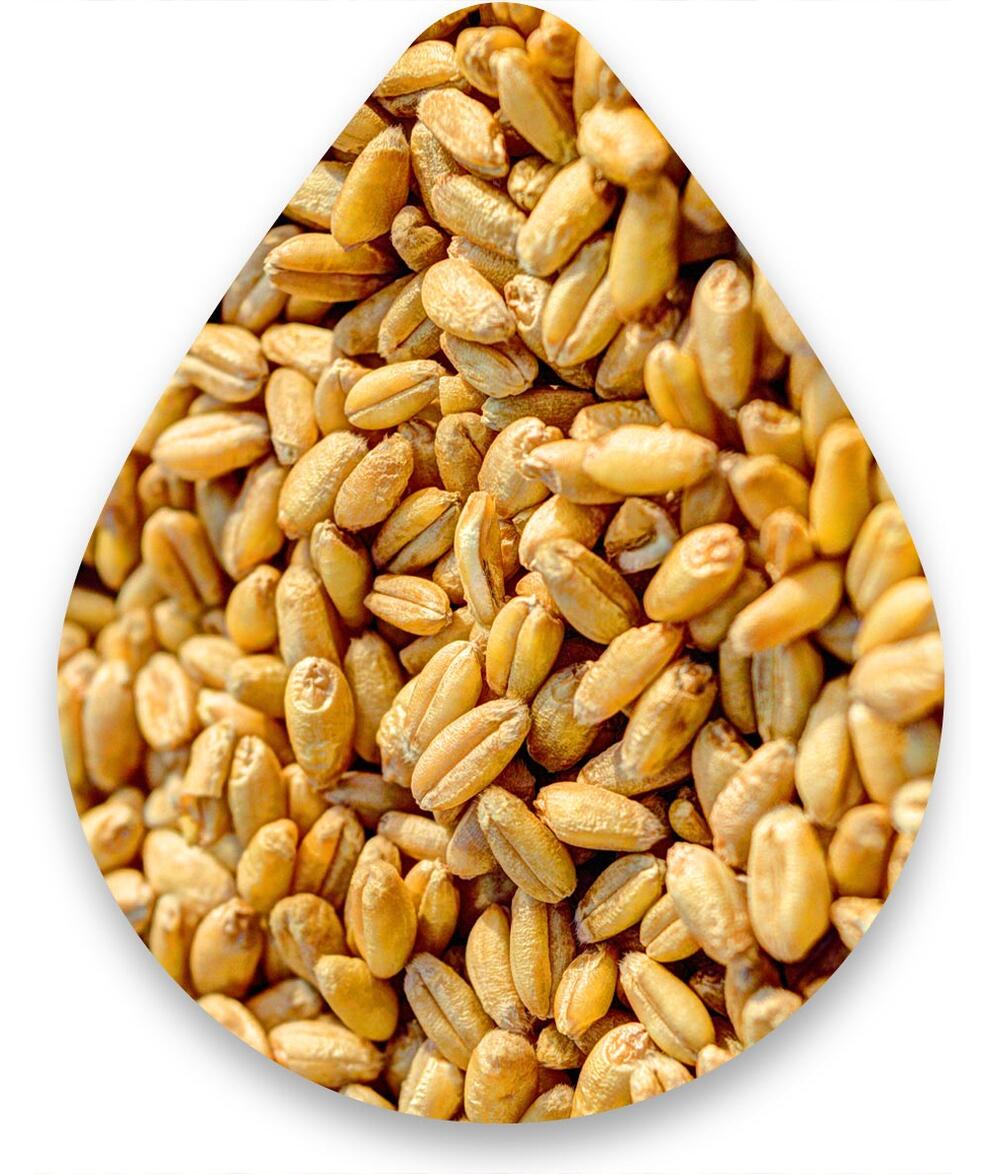 What Do You Know About Virtual Water? | AMNH