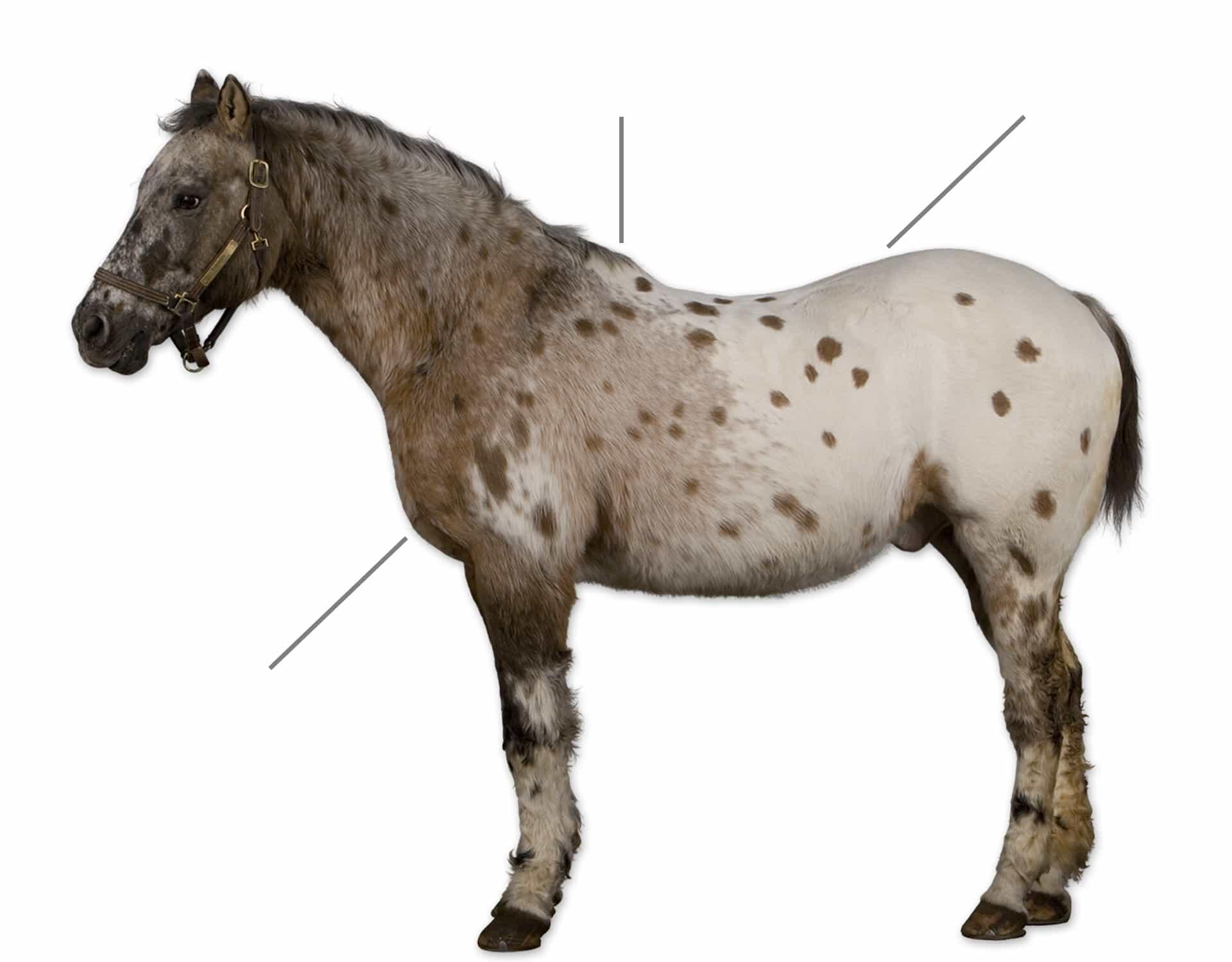 Appaloosa | AMNH