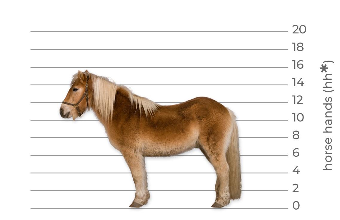Body Types | AMNH