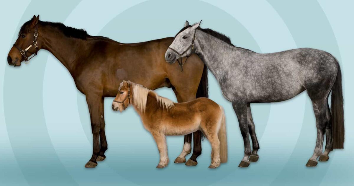 horse evolution timeline